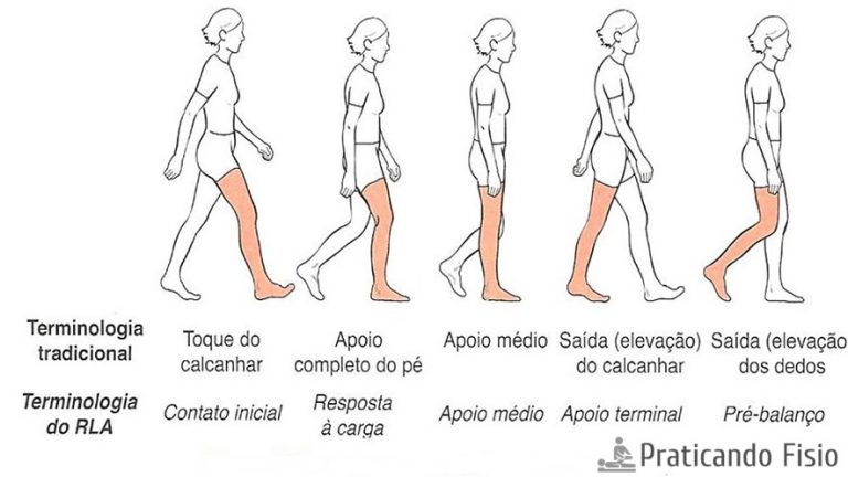 Fases da Marcha Humana - Biomecânica da Marcha | Praticando Fisio