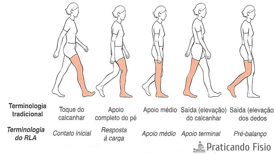 Fases da Marcha Humana - Biomecânica da Marcha | Praticando Fisio